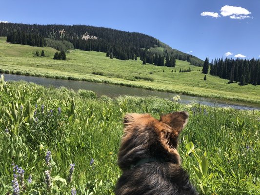 Vaughn Lake Campground Reviews updated 2020