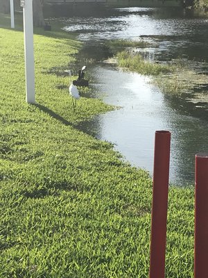 Homosassa River RV Park Reviews