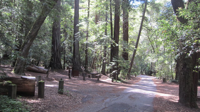 Portola Redwoods State Park Reviews updated 2026