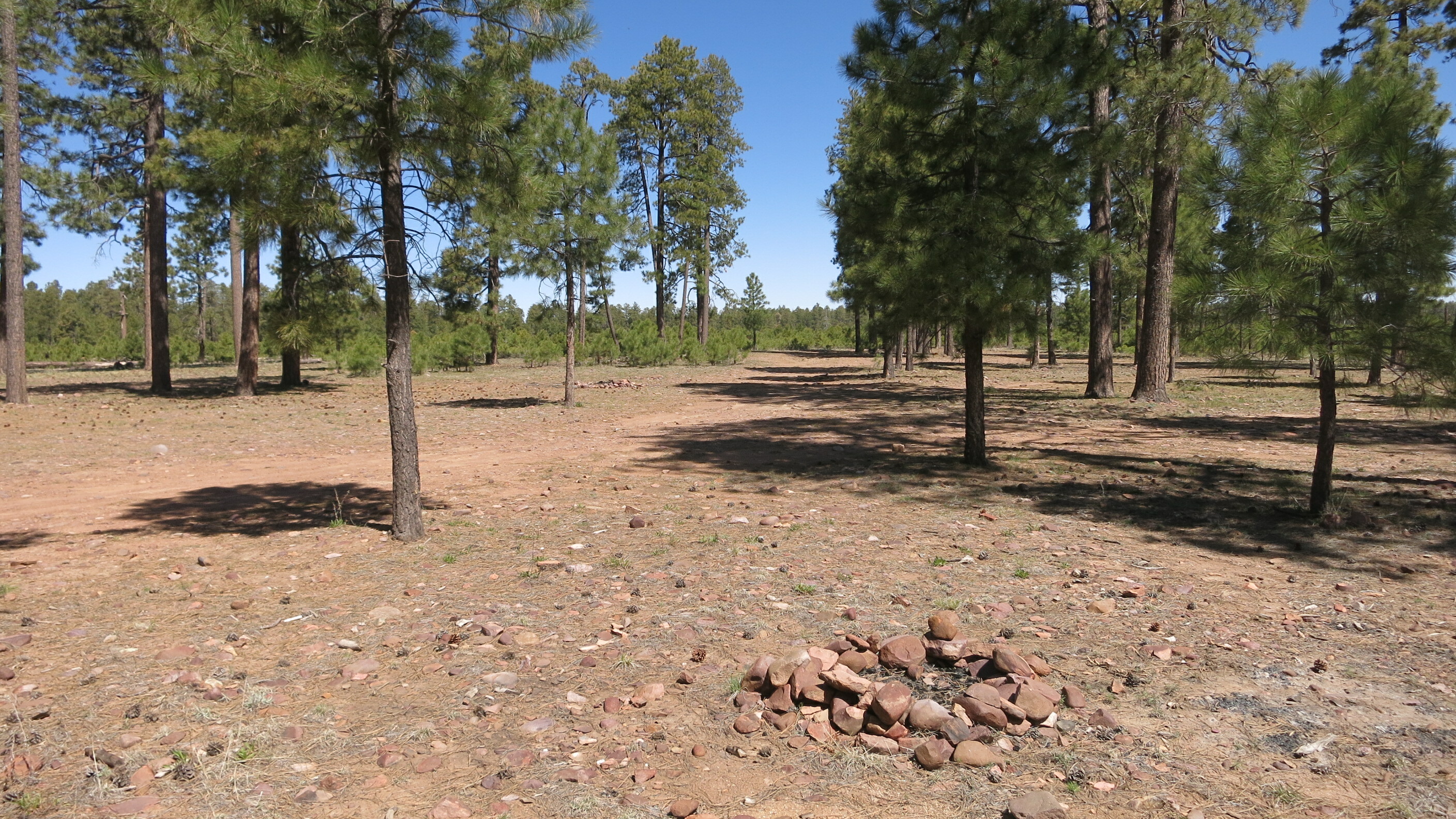 Nelson Lake Dispersed Camping Reviews updated 2025