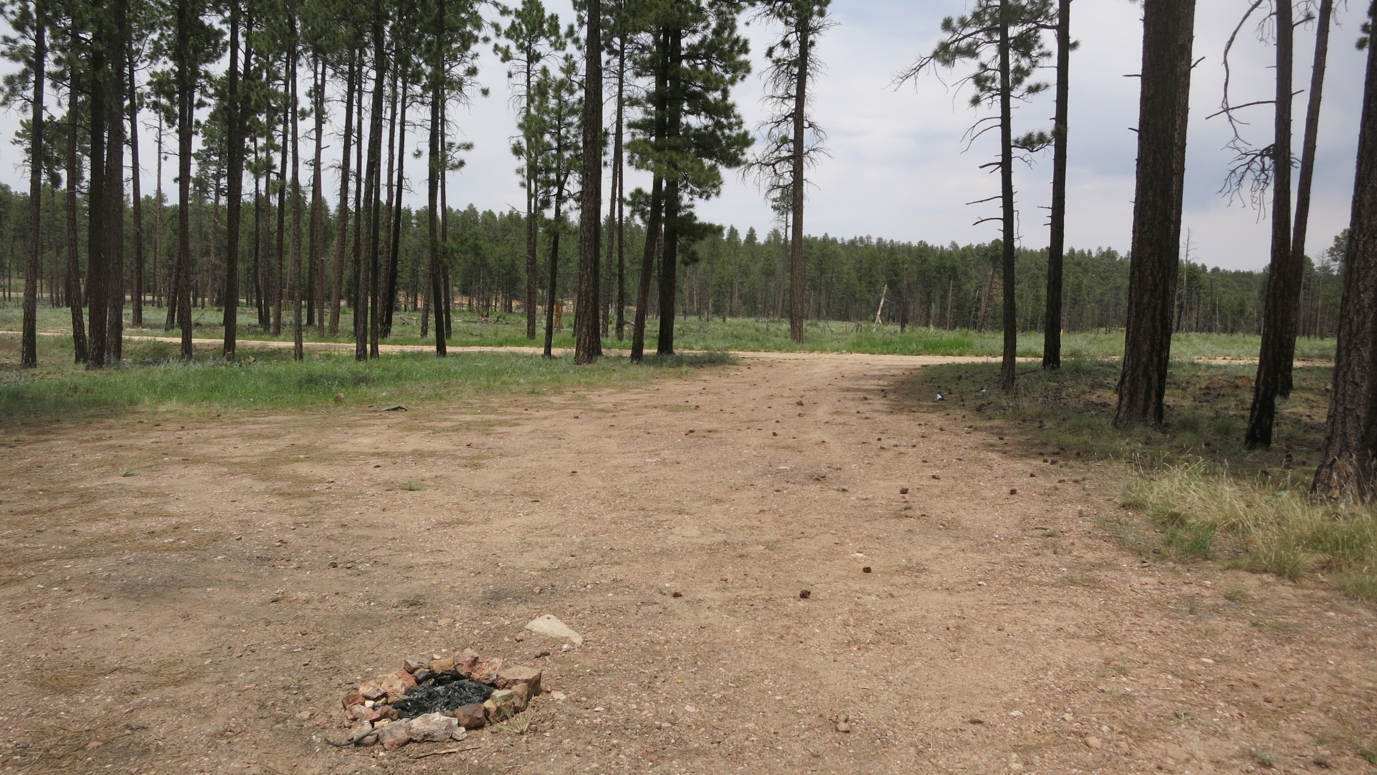 Forest Road 225 Reviews updated 2026