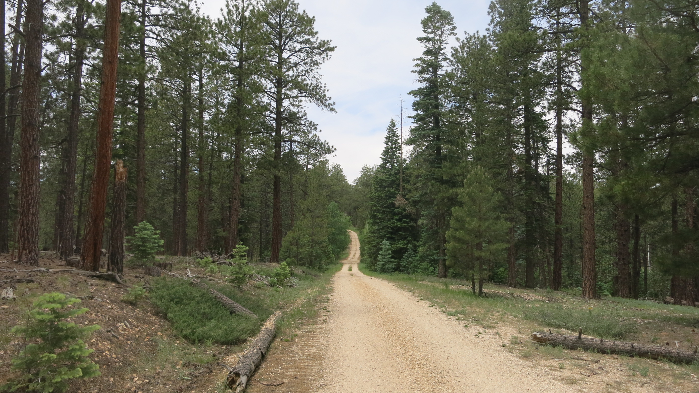 Forest Road 241 Reviews updated 2026
