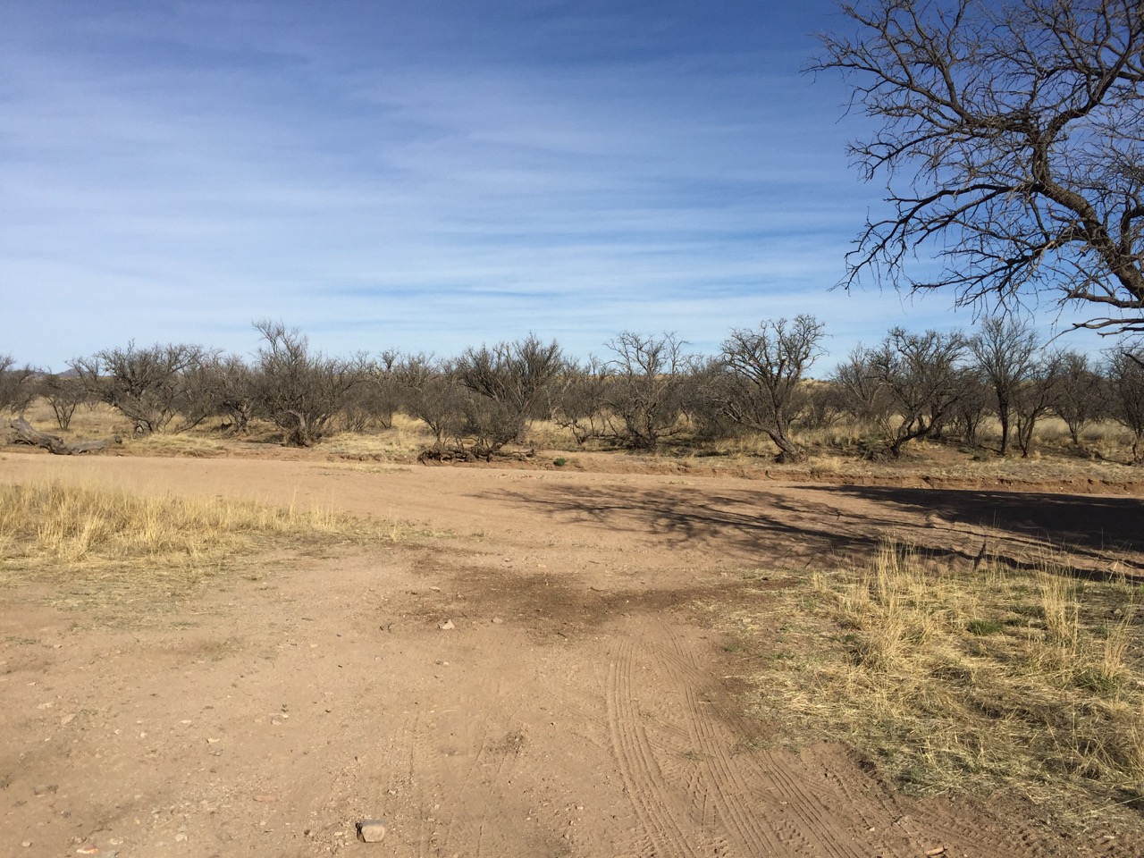 Oak Tree Canyon Camping Area Reviews updated 2026