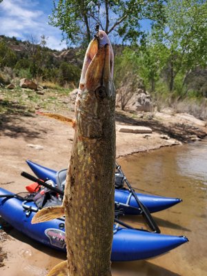 Recapture Reservoir Reviews updated 2020