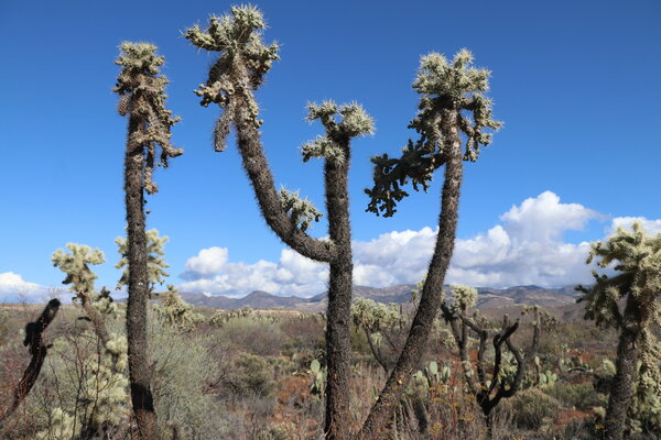 Punkin Center Dispersed Camping Reviews updated 2024