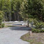 Fishing Bridge RV Park Reviews - Campendium