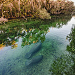 Blue Spring State Park Reviews - Campendium